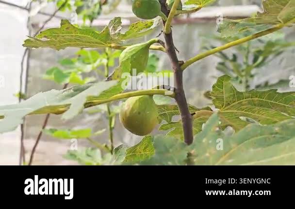 Fresh common figs and green leaves on a tree branch in a greenhouse ...