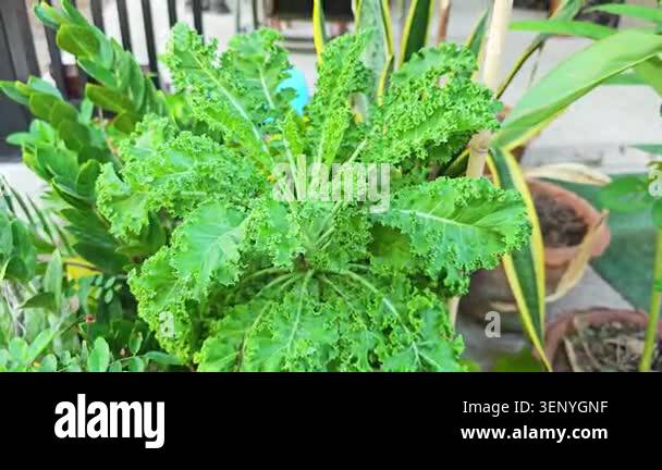 Fresh green curly kale plant growing in the garden Stock Video Footage ...