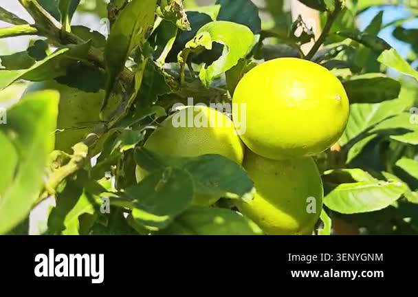 Group of fresh yellow lemons ripening on a tree branch Stock Video ...