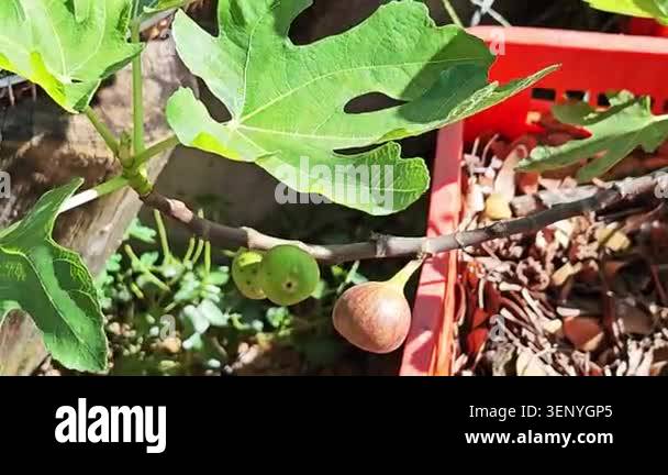 Fresh common figs and green leaves on a fig tree branch Stock Video ...