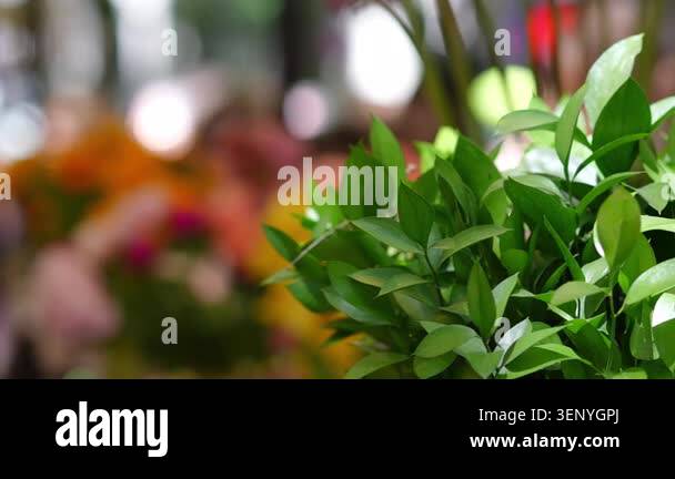 Close-up video of green ruscus leaves used for a flower bouquet. A ...