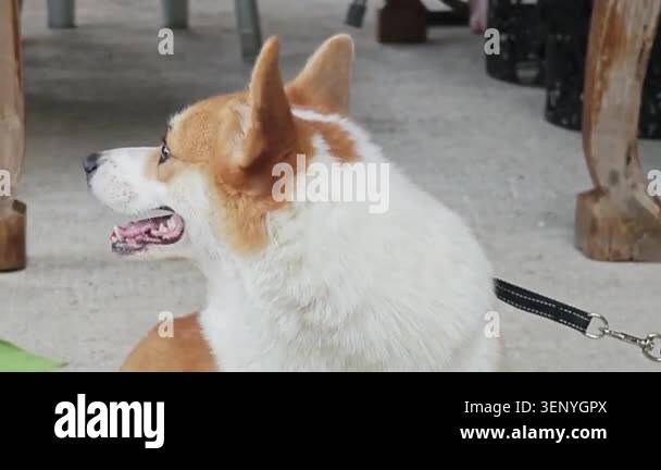 Side view of a cute Pembroke Welsh Corgi dog looking back Stock Video ...