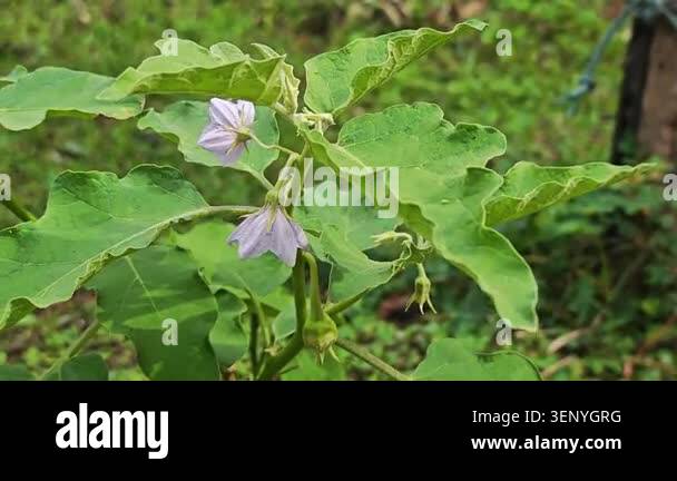 Purple eggplant flowers blooming on the plant in the garden Stock Video ...