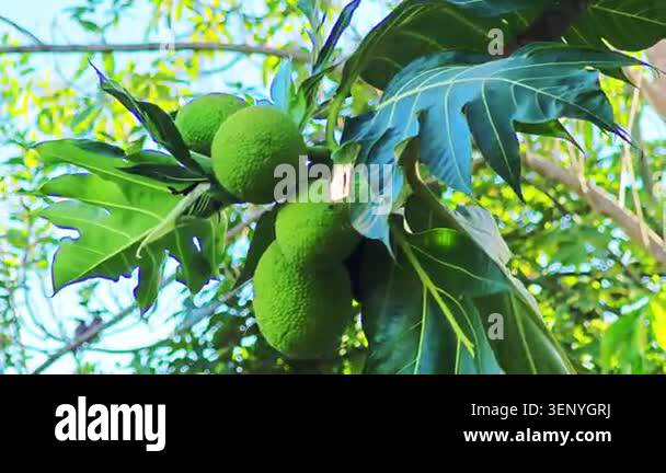 Fresh green breadfruit hanging on tree branch with large leaves Stock ...