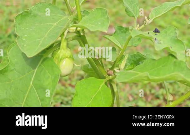 Fresh green Thai eggplant growing on the plant in the garden Stock ...
