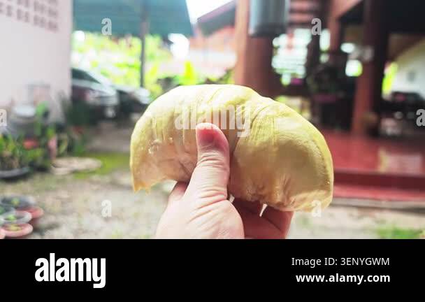 Man's hand holding a large ripe yellow durian pulp outdoors Stock Video ...