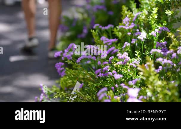 Close-up on purple statice flowers blooming in a sunny city street ...