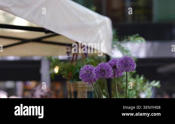 Close-up of vibrant purple allium flowers decorating a restaurants ...