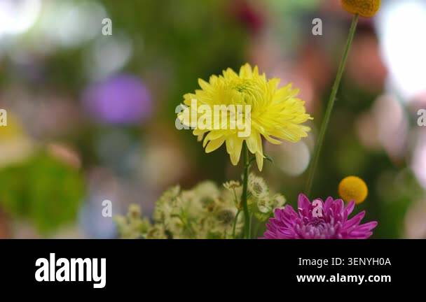 Vibrant yellow chrysanthemum in sharp focus, part of a beautiful ...