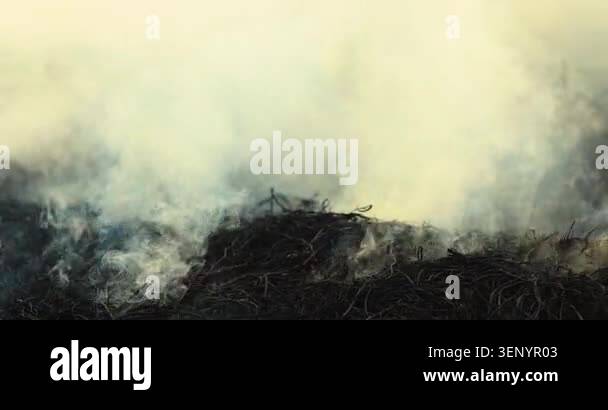 Dense smoke rising from burned branches and debris in a dramatic ...
