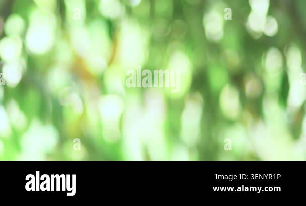Abstract green nature bokeh background with soft focus and natural ...
