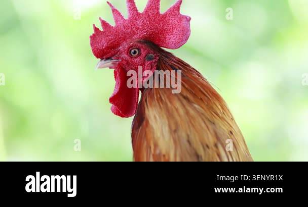 Rooster, Colorful rooster with bright red comb and glossy feathers ...