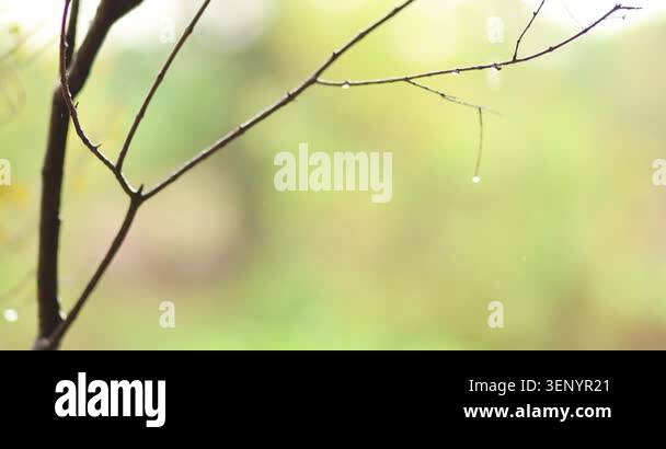 Tree branches with raindrops and soft green bokeh background, close-up ...