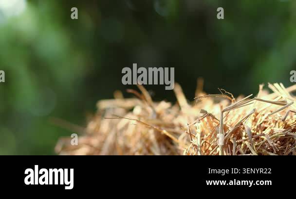 Straw stack, Hay bale natural, Straw for organic advertising and ...
