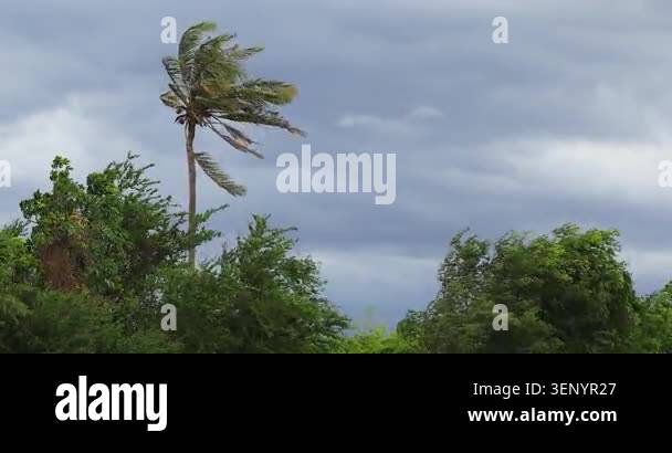 Coconut palm tree bending in strong storm wind under dark dramatic ...
