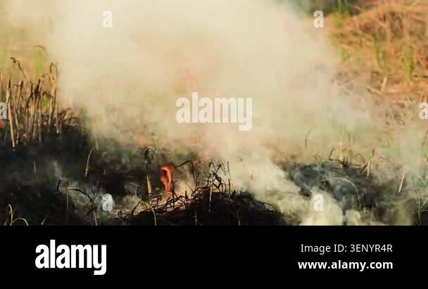 Grass and bush fire with thick smoke spreading across a natural field ...