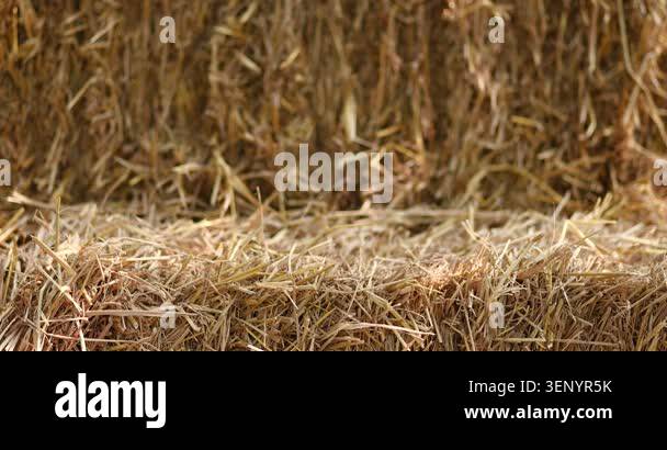 Straw stack, Hay bale natural, Straw background, Straw for organic ...