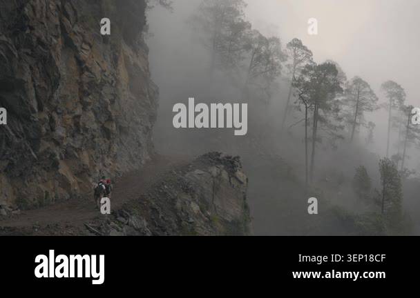 Hikers traverse a narrow mountain trail amidst dense fog and pine trees ...