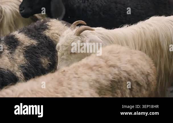A group of sheep grazing in lush green forests near the Madmaheshwar ...