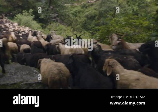Aerial perspective of trekkers navigating lush green forests with the ...
