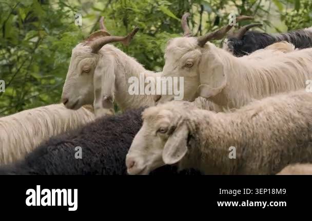 Group of Himalayan goats with large curved horns grazing in lush green ...