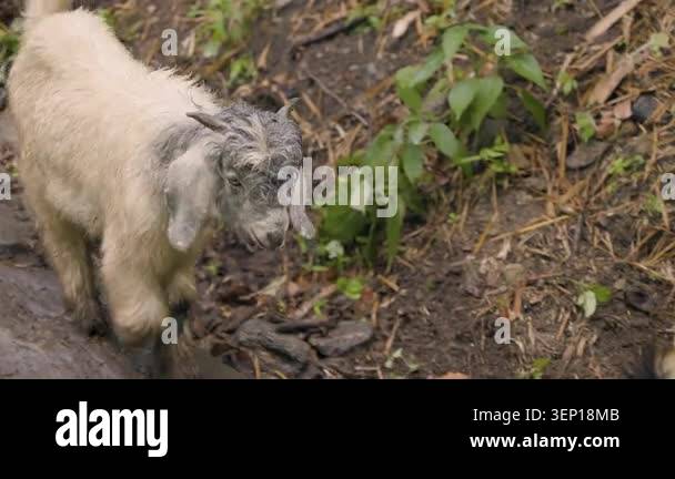 Two sheep walking along a muddy path surrounded by dense forests in the ...