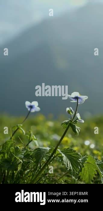 Delicate white wildflowers in focus against a backdrop of mist-covered ...
