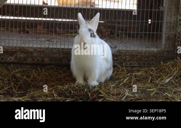 Cute fluffy rabbits in the aviary. White decorative farm rabbit ...