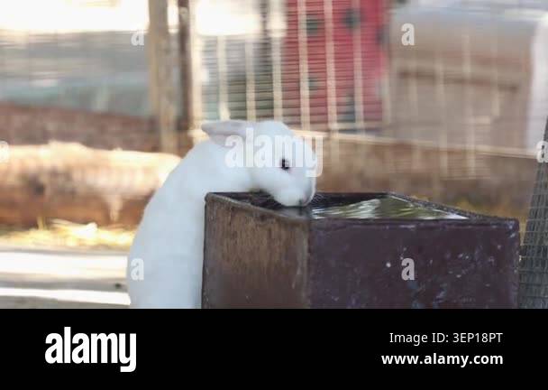 Wide shot white decorative rabbit drinks water from a drinking bowl ...