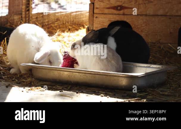 Low angle view of group multicolored decorative rabbit eating food from ...