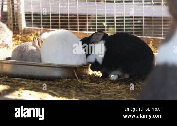 Low angle group of colorful decorative rabbits are eating food from a ...