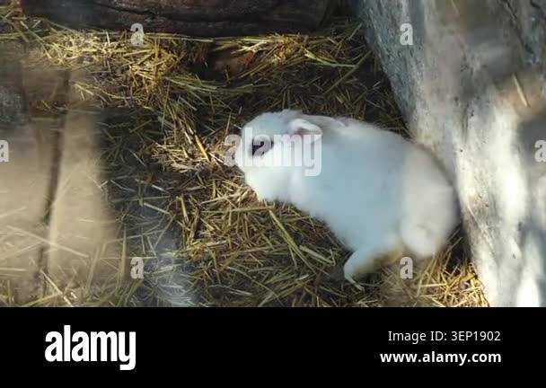 Top view of a white rabbit with a black eye resting on the hay in an ...