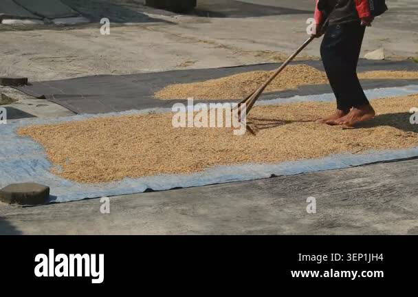 Local Farmer Drying Rice On Tarp With Wooden Rake Under Bright Sunlight ...