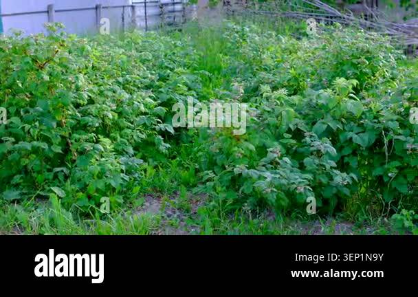 Lush raspberry canes are covered with fresh green foliage as the ...