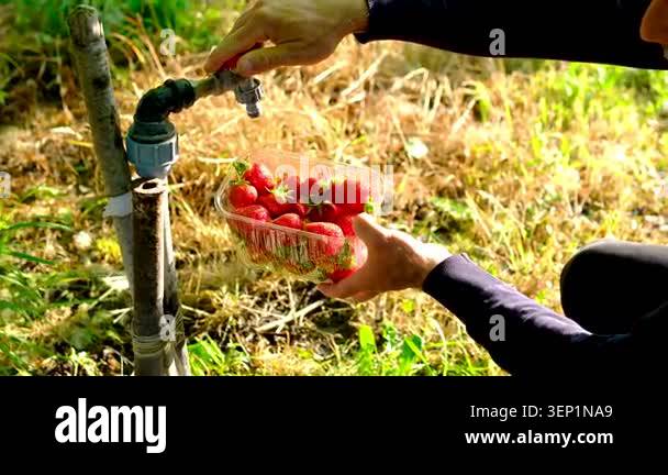 Male hands rinse a container filled with freshly picked strawberries ...