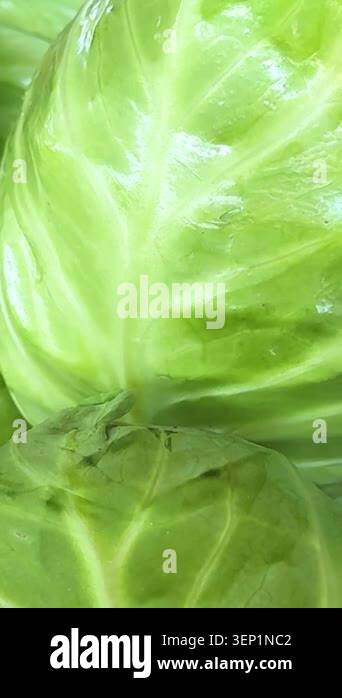 Tender young cabbage heads displayed with crisp green texture and ...