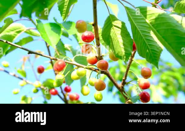 Clusters of sweet cherries hang beneath a clear blue sky. Some berries ...