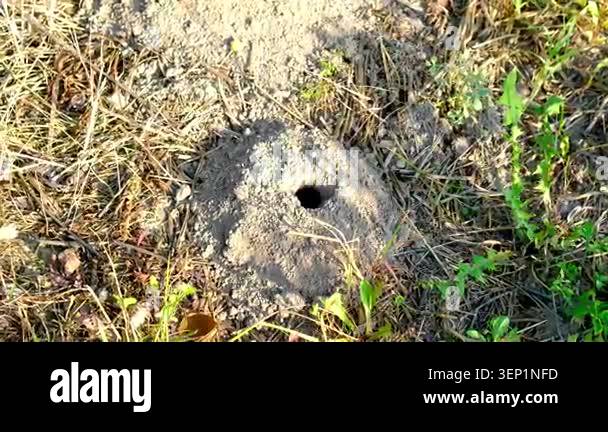 Freshly dug soil forms a characteristic molehill beside a small burrow ...