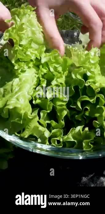 Harvesting fresh lettuce from the land by hand, close up. High quality ...
