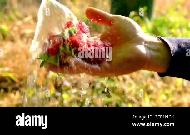 A man rinses freshly picked strawberries under running water outdoors ...