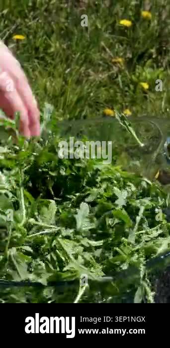 arugula in water in a glass plate in nature harvest wash arugula. High ...