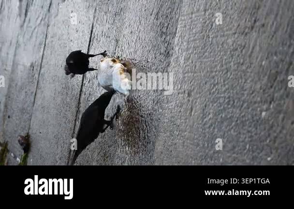 Real Time of Two Carrion Crows Feeding on Dead Fish near Lake Geneva ...