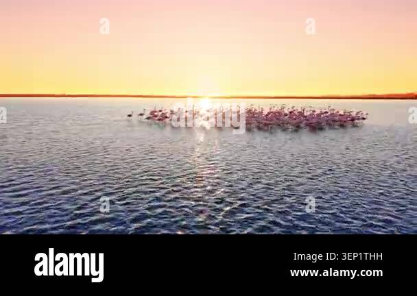 Drone view of flamingo flock on open water at sunset, Bulgaria ...