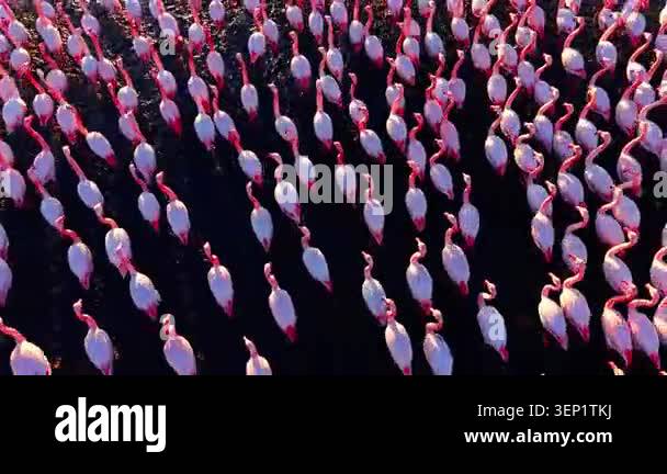 Close overhead view of flamingo flock moving in shallow water, Bulgaria ...