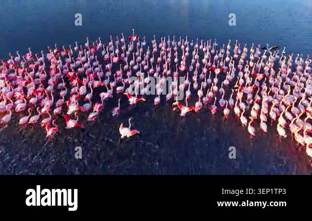 Overhead view of flamingo flock in circular formation, Bulgaria ...
