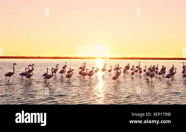 Flamingos wading in a lake at sunset, Bulgaria. Aerial view of a large ...