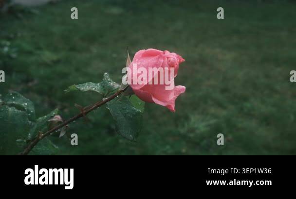 A pink rose with water droplets on its petals and leaves is shown ...
