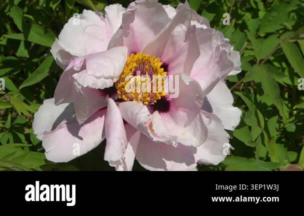 Honey Bee Pollinating Tree Peony Flower. Macro of Bumblebee on Yellow ...