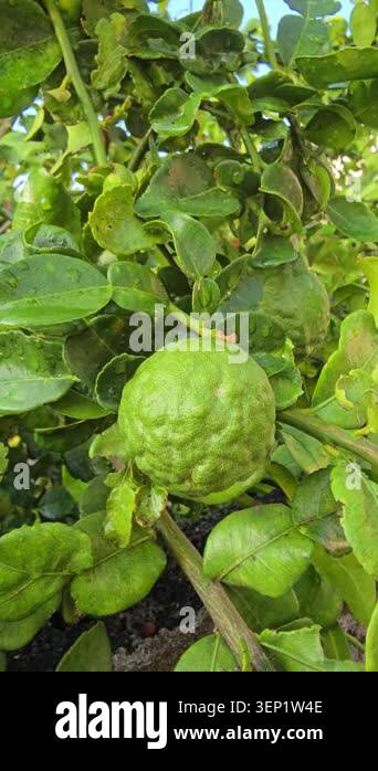 Bergamot fruit, Kaffir lime, fruit high vitamin C in organic garden ...
