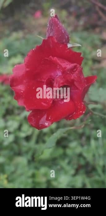 A red rose and its bud are covered in water droplets against a blurred ...